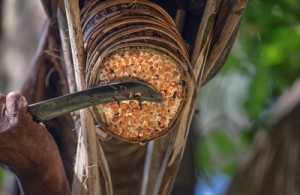 New kithul-based products launched | Print Edition - The Sunday Times ...