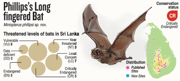 Researchers confirm new species of bat | Print Edition - The Sunday ...