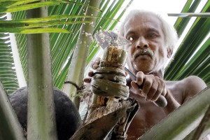 Old ways of tapping toddy | Print Edition - The Sunday Times, Sri Lanka