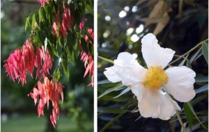 Easily recognisable national tree | Print Edition - The Sunday Times ...