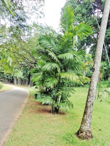 Non native palm introduced 150 years back, becomes invasive | Print ...