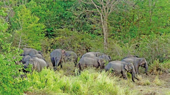 Villagers live in fear for their lives and livelihoods | Print Edition ...