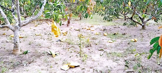 Villagers live in fear for their lives and livelihoods | Print Edition ...